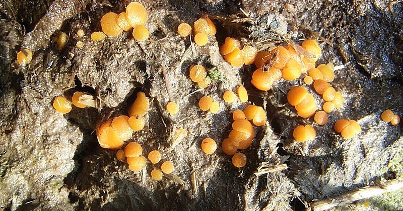 Körniger Rinderdungbecherling - PILZEWANDERER.DE