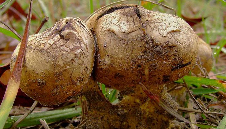 Mittelmeer-Kartoffelbovist - PILZEWANDERER.DE
